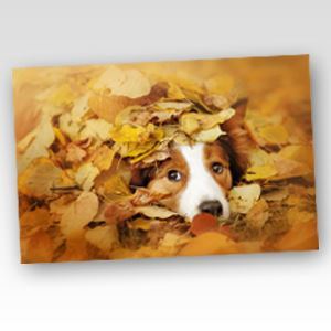 Fujicolor Crystal Archive Supreme Paper, 4" x 575', Luster – Imaging ...